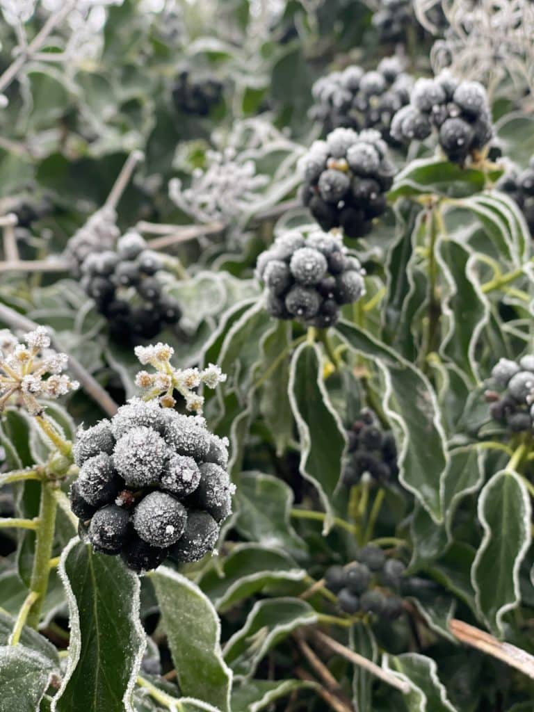 January - An Expedition Out Into The English Wilderness | ECV Blog