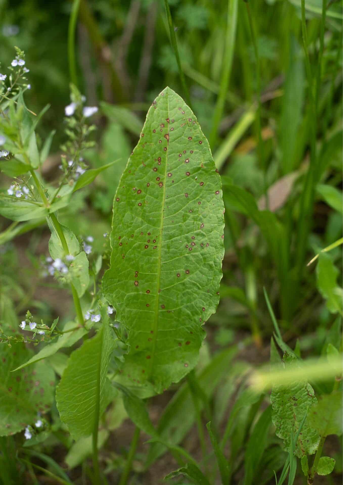 UK Countryside Vacation: The Natural Remedies Found In British Forests ...